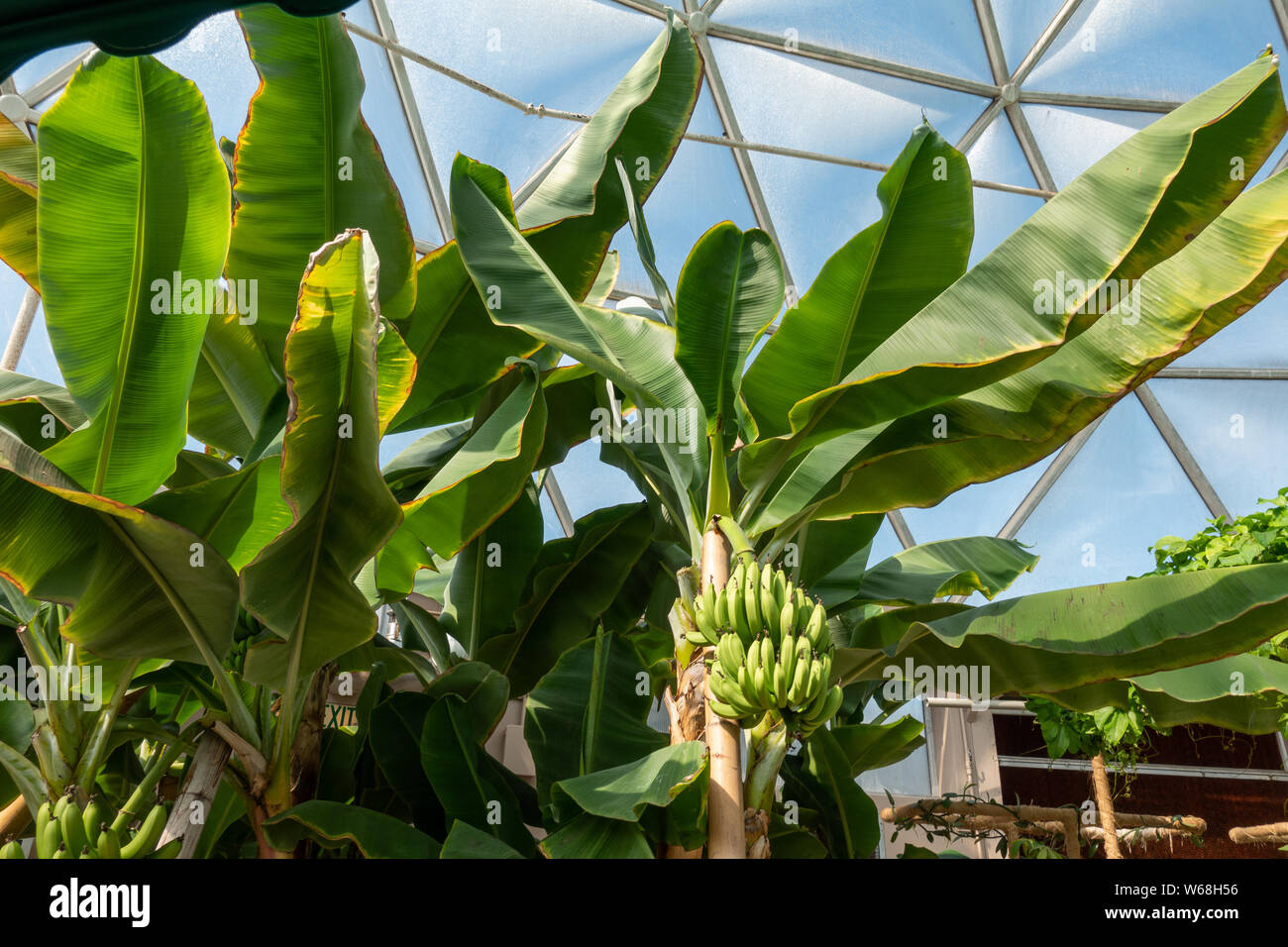 Orlando, FL/USA-7/31/19: Banana Trees on display at the Living with the ...