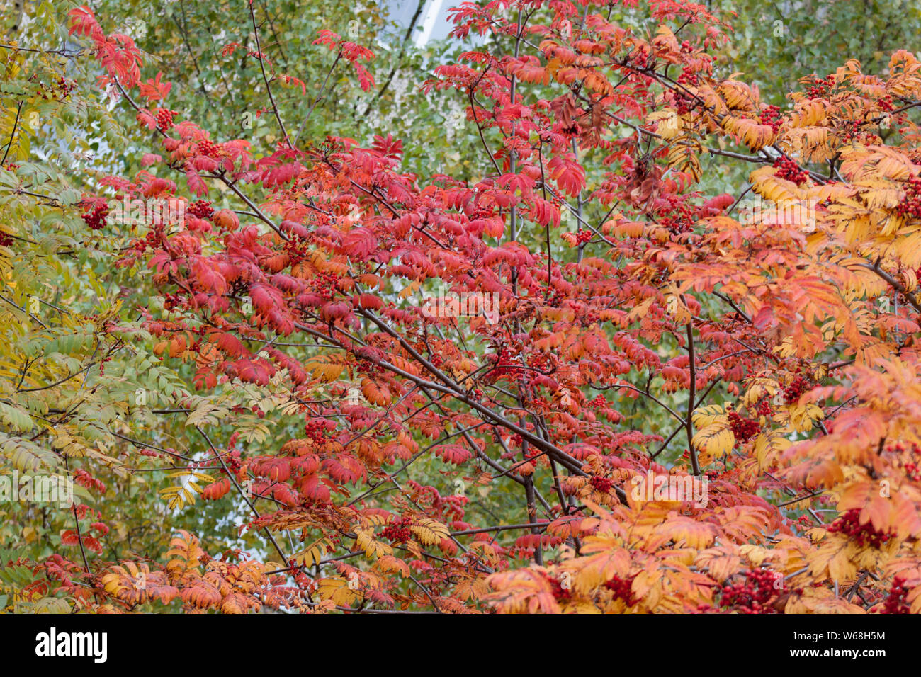 Beautiful branches of rowan-tree in the autumn park. Seasons of the ...