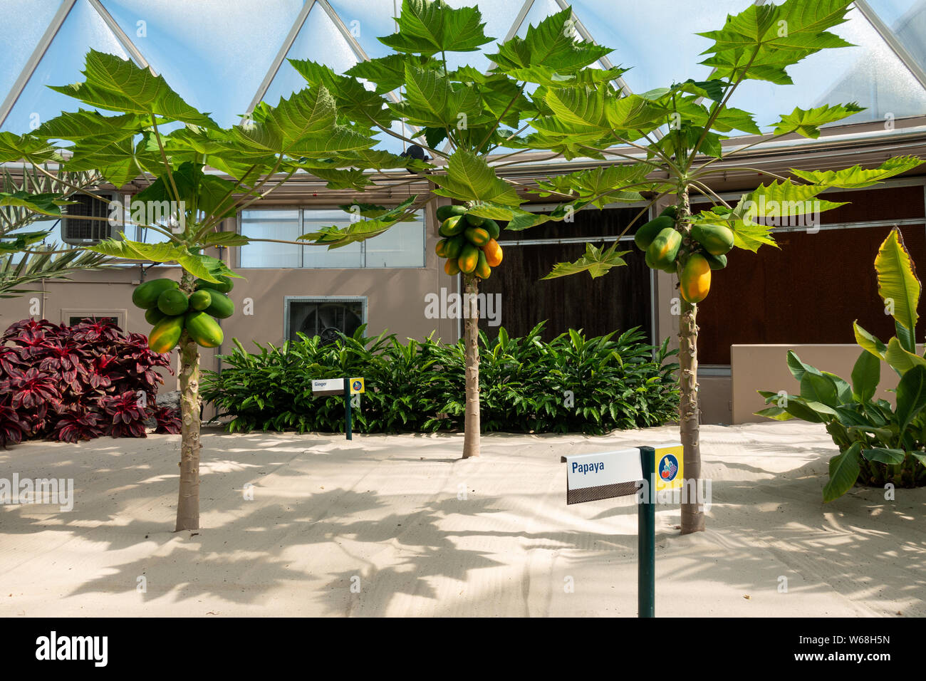 Orlando, FL/USA-7/31/19: Papaya Plants on display at the Living with ...