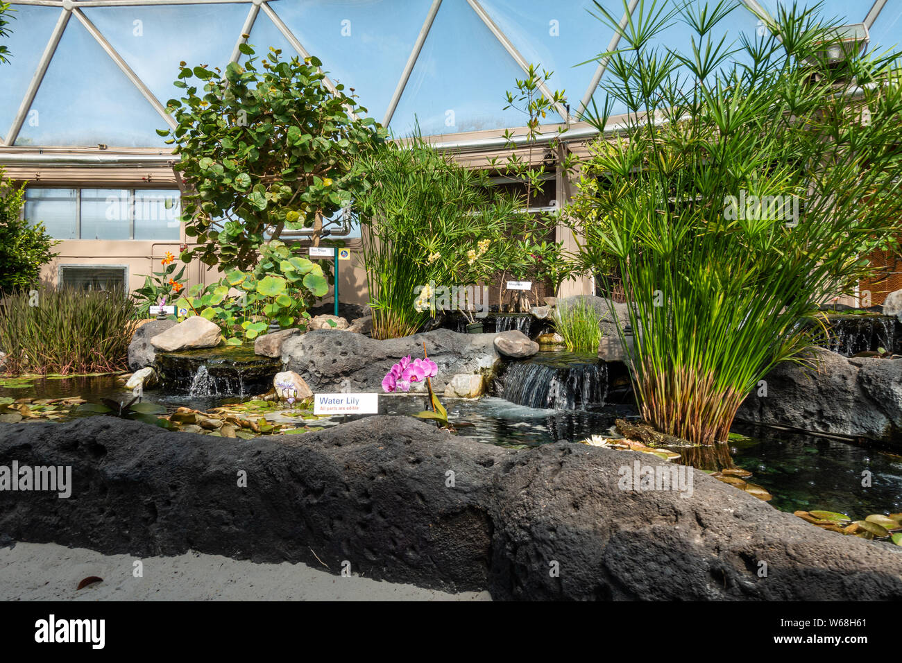 Orlando, FL/USA-7/31/19: Water Lily Plants on display at the Living ...