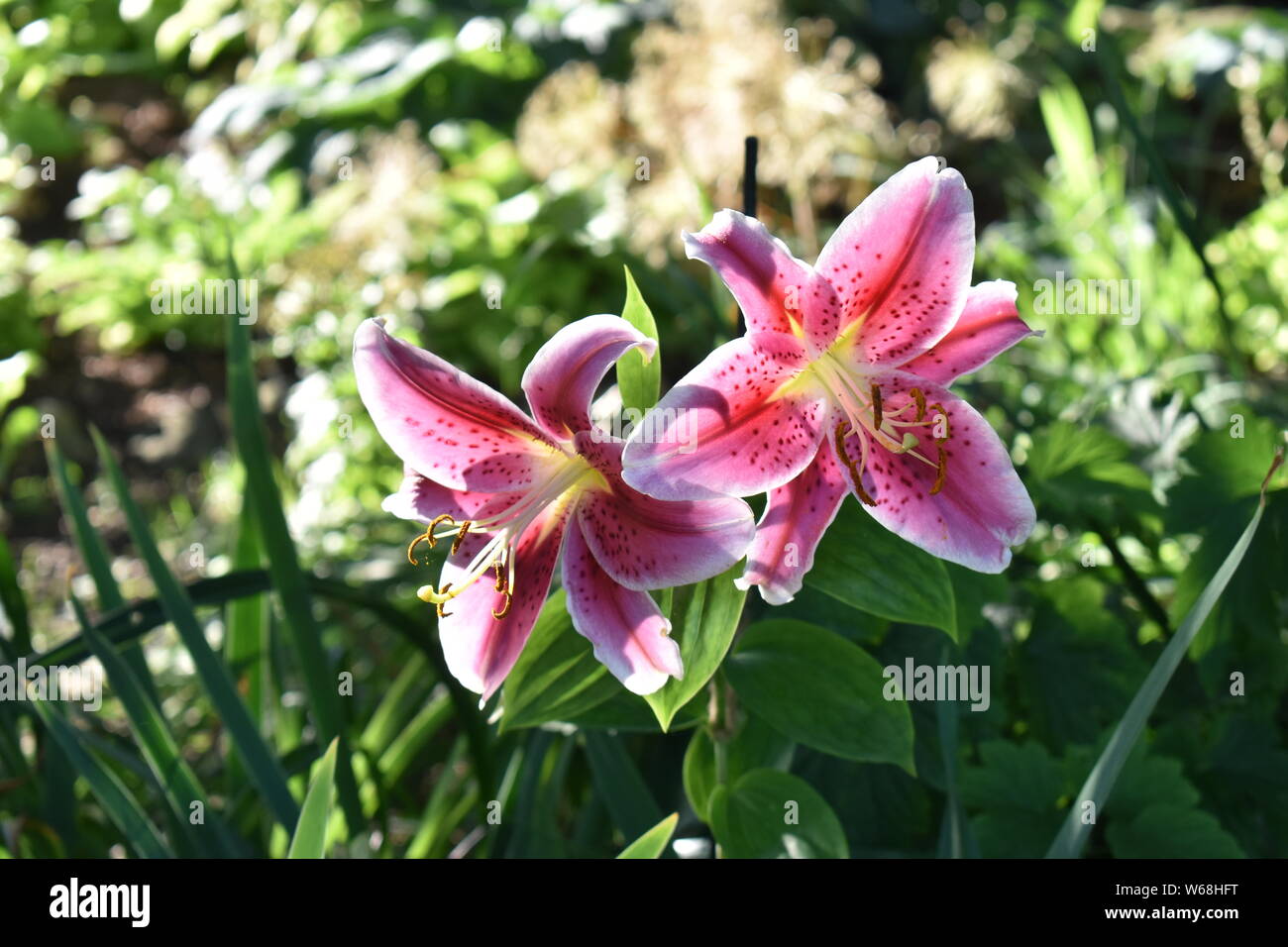 lilies on a sunny day Stock Photo - Alamy