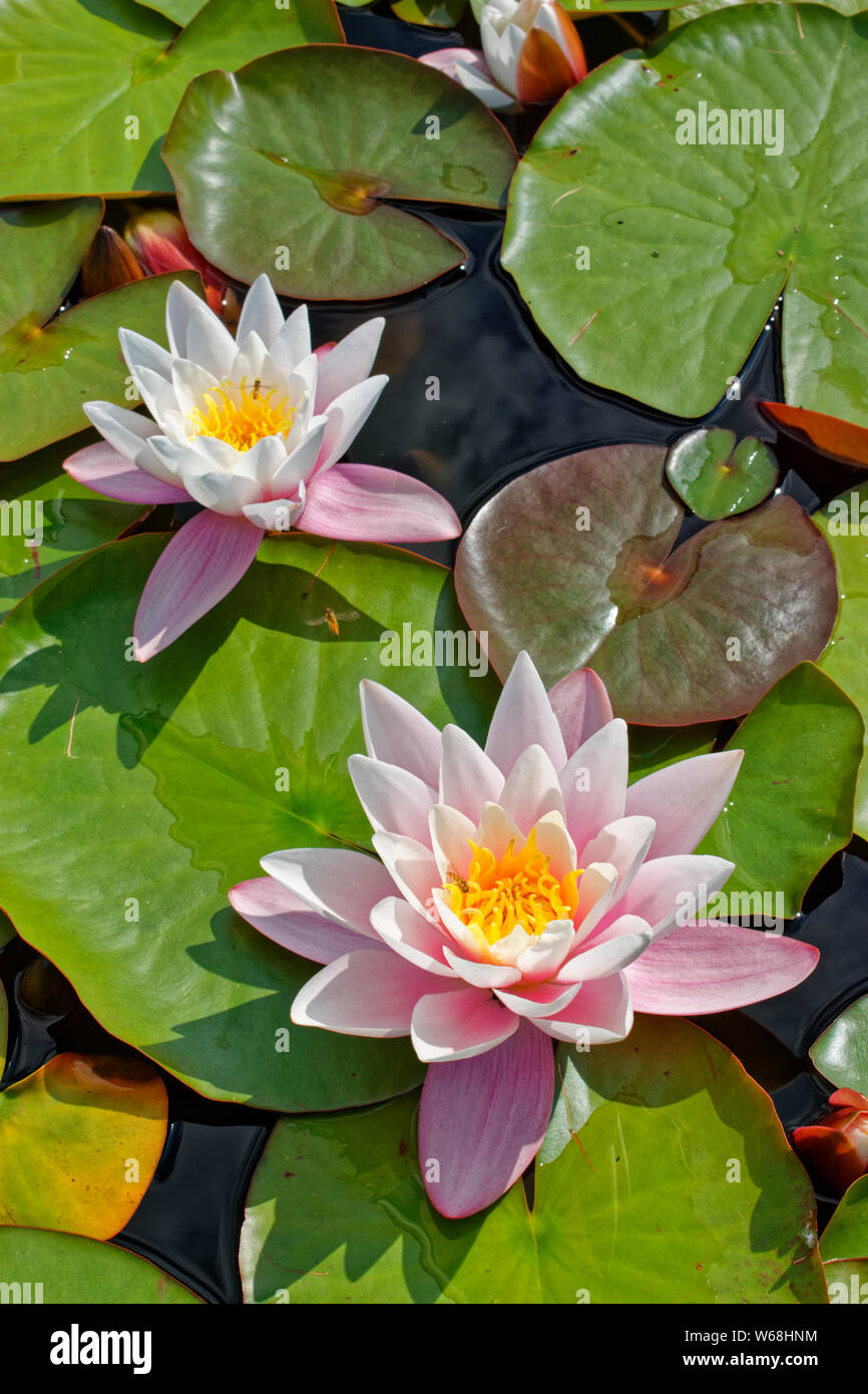 Gordon castle walled garden hi-res stock photography and images - Alamy
