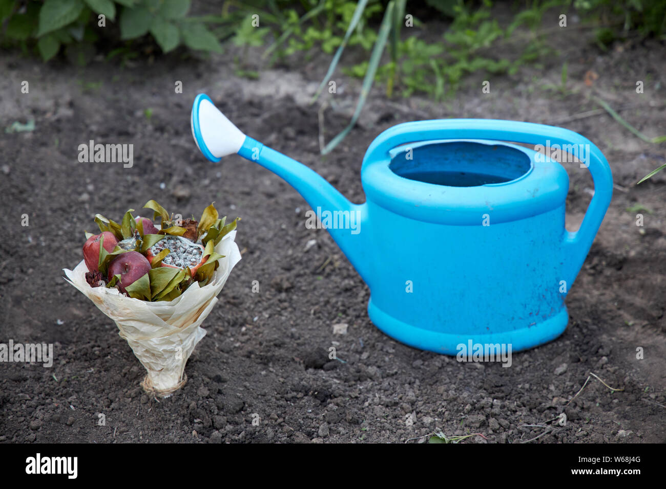 Bouquet of rotten fruits and wilted flowers planted in the ground as a ...