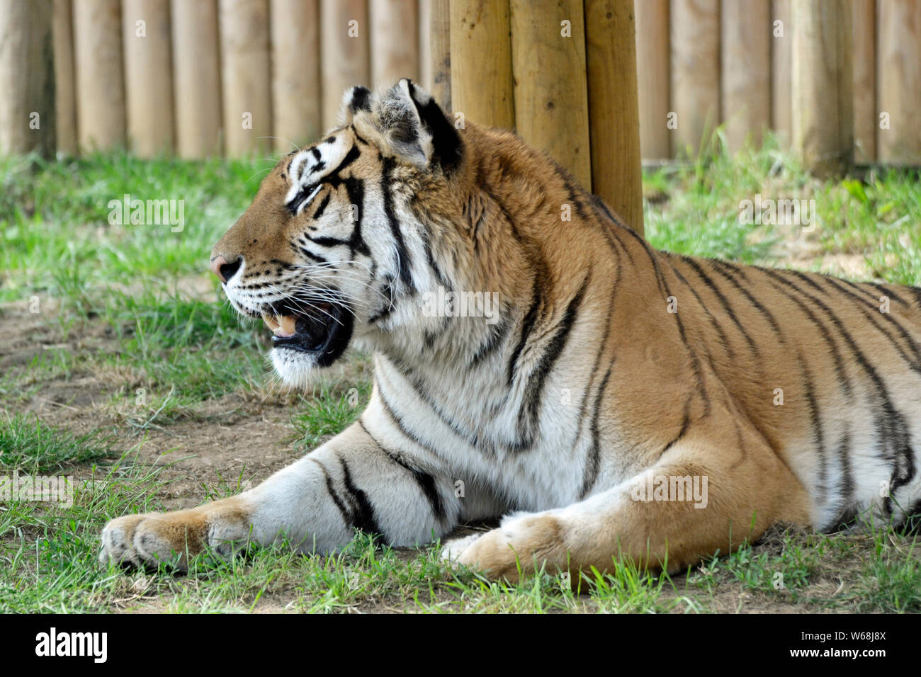 Bengal Tiger at Lincolnshire Wildlife Park, Friskney, Boston ...