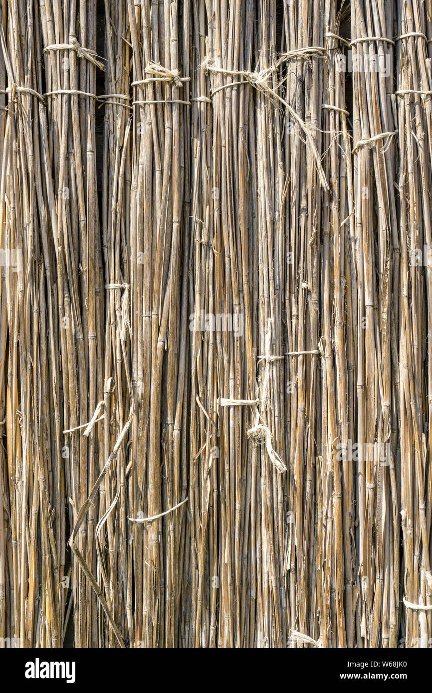 Backdrop of reed stems hi-res stock photography and images - Alamy