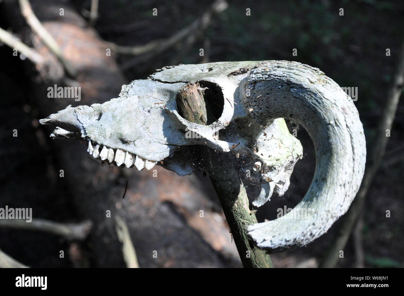 Dense bone hi-res stock photography and images - Alamy