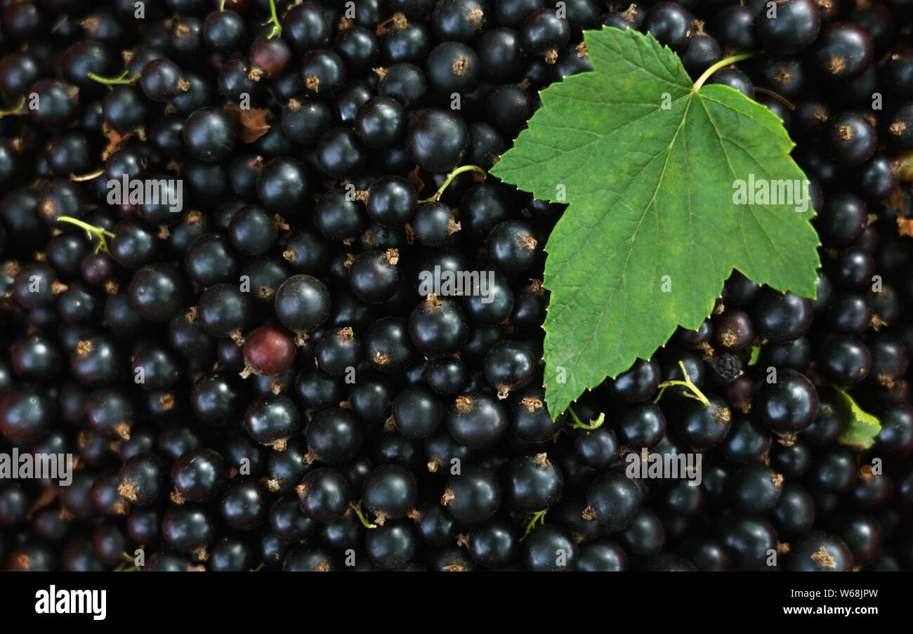 Top view of Blackcurrant and green leaf on top Stock Photo - Alamy