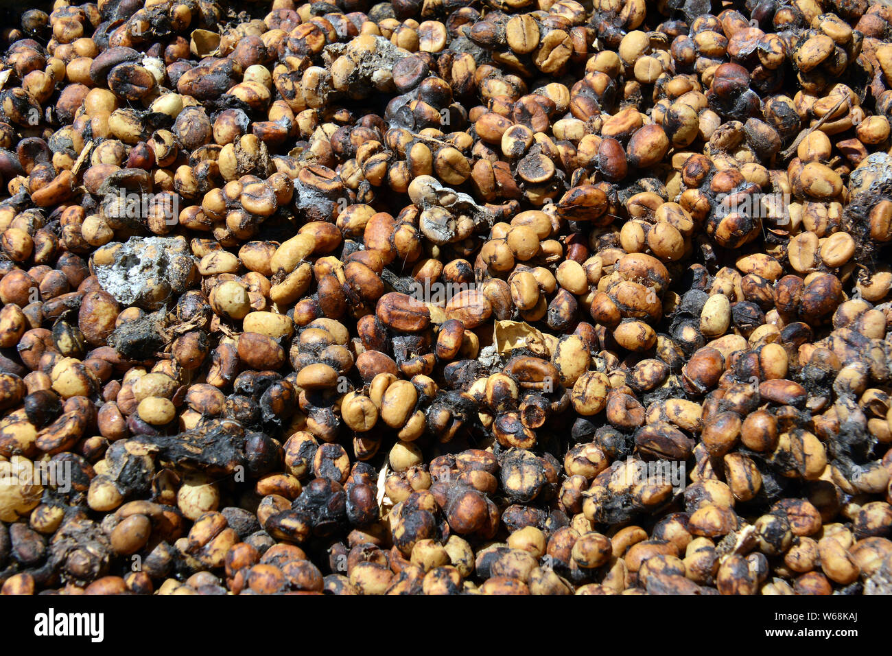 Kopi luwak coffee hi-res stock photography and images - Alamy