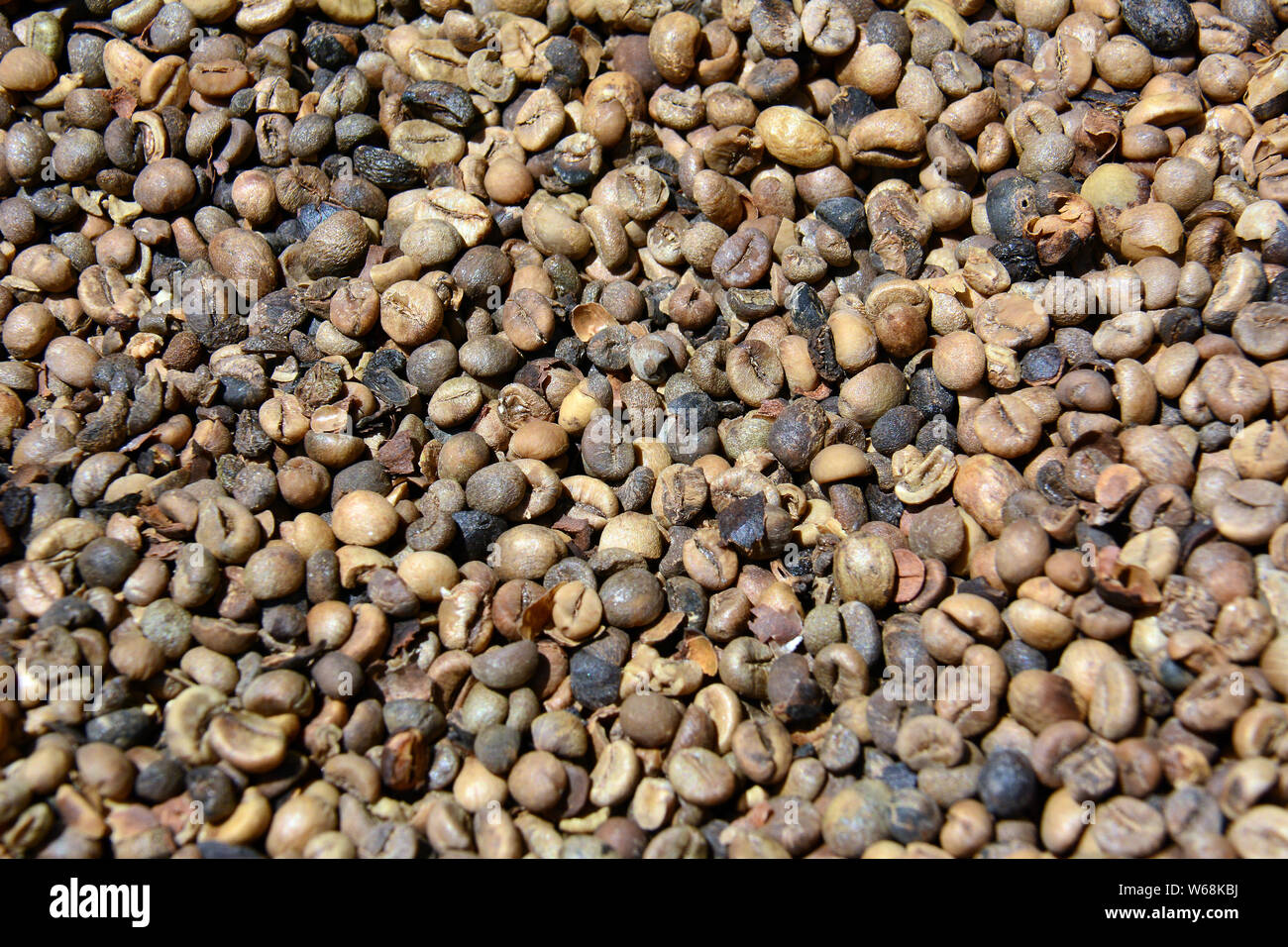 Coffee, Coffea canephora, Bali, Indonesia, Asia Stock Photo - Alamy