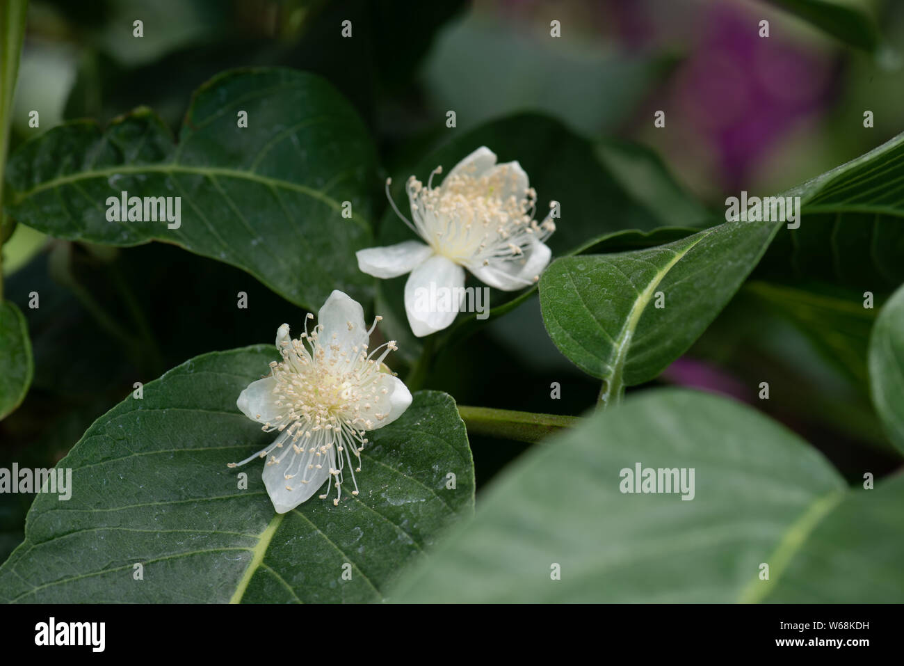 Guava flower, Psidium guajava Stock Photo - Alamy