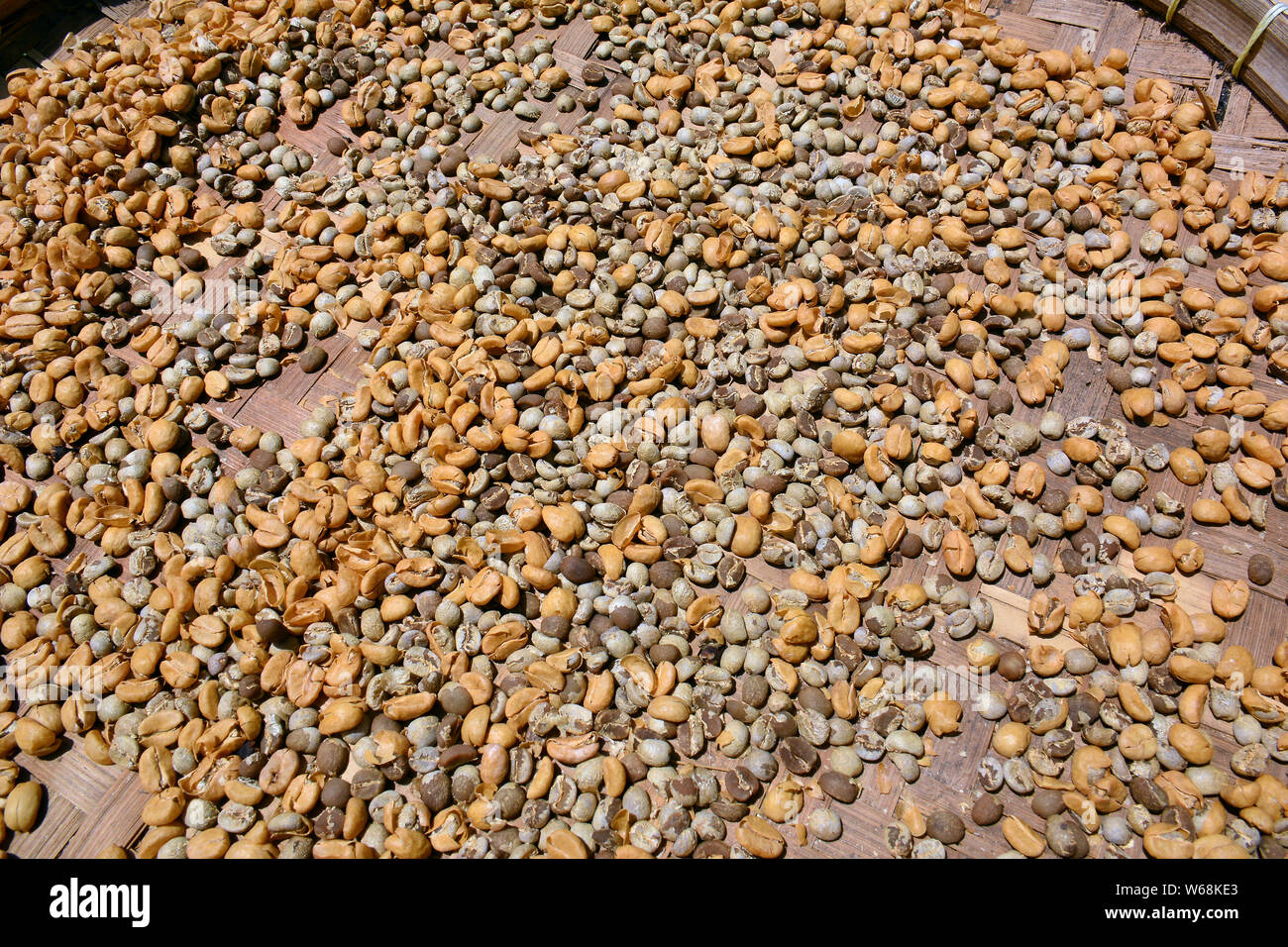 Coffee, Coffea canephora, Bali, Indonesia, Asia Stock Photo - Alamy