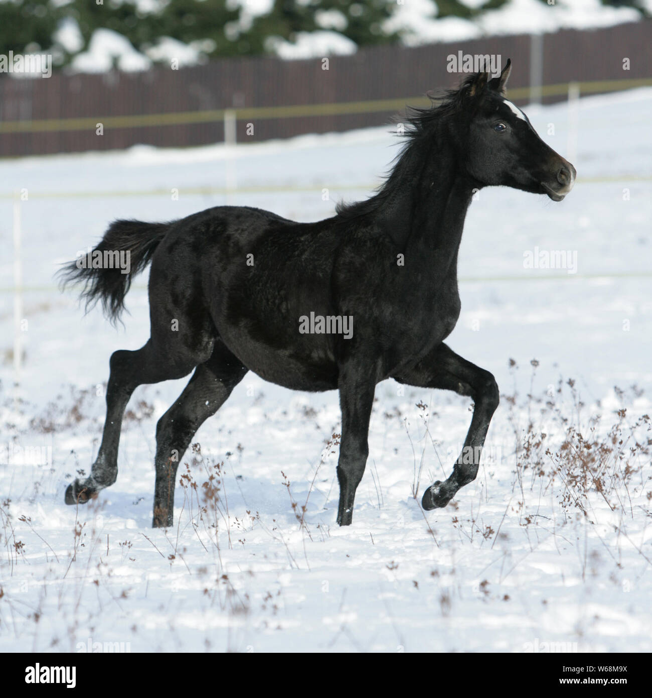 Young arabian horse hi-res stock photography and images - Alamy