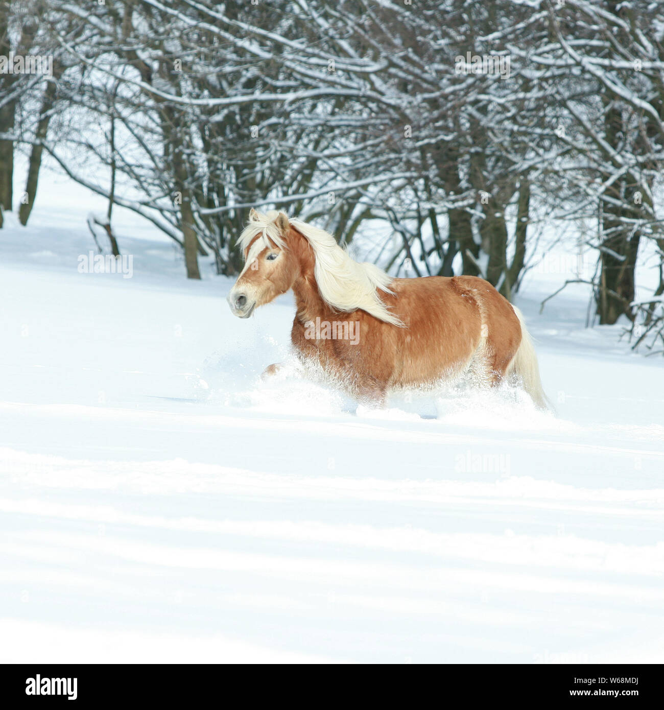 Haflinger horse long mane hi-res stock photography and images - Alamy