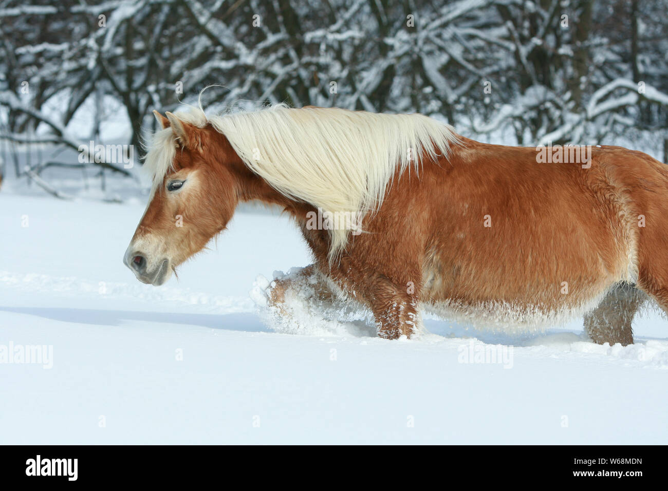 Haflinger horse long mane hi-res stock photography and images - Alamy