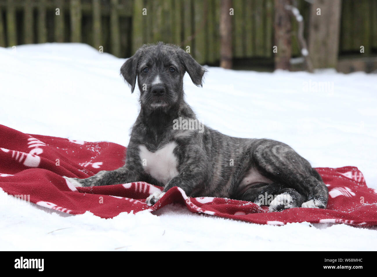 Red Irish Wolfhound