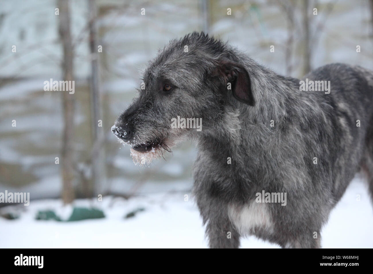 Nice Irish Wolfhound standing on winter garden Stock Photo - Alamy