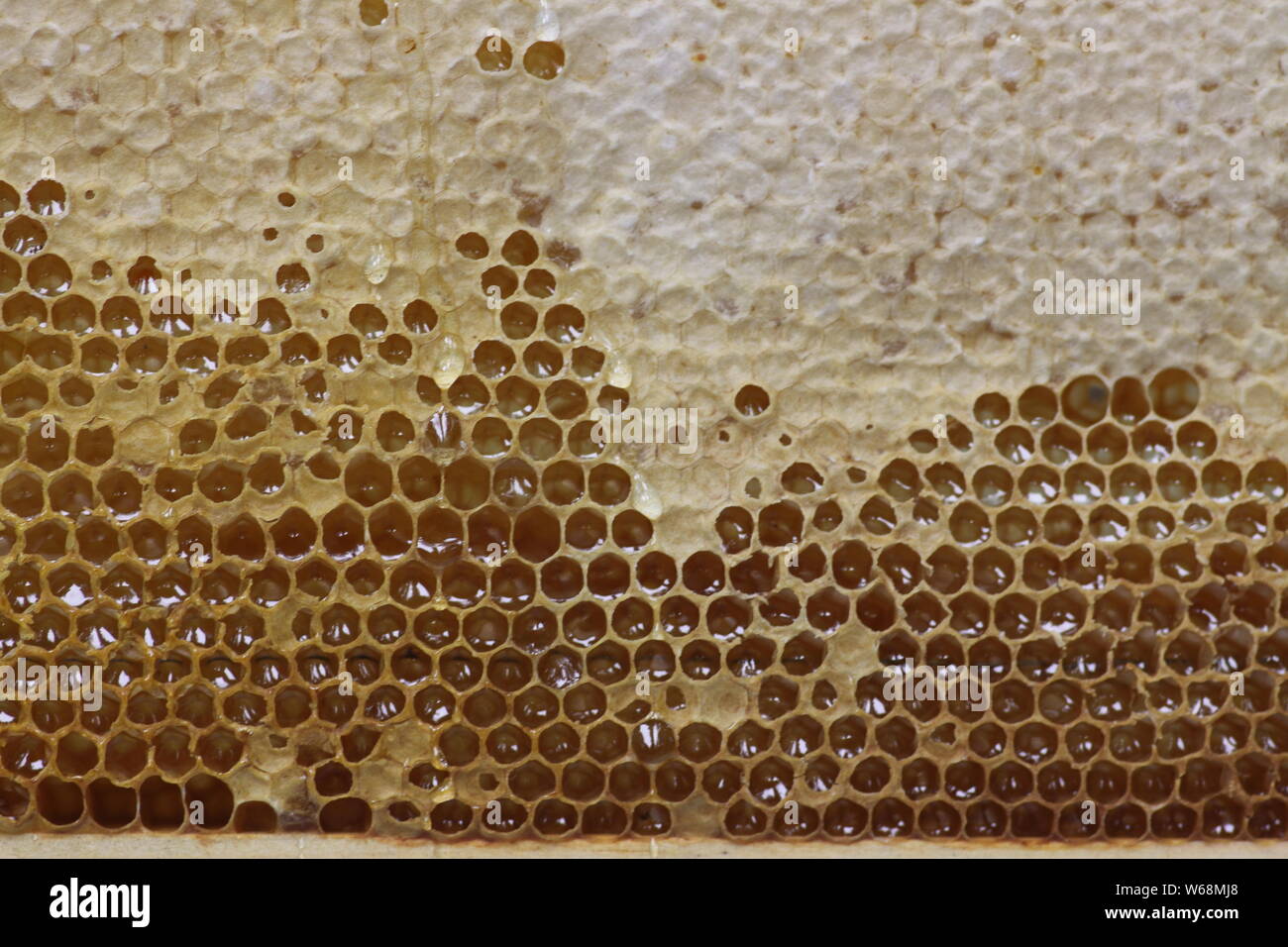 Honey texture hi-res stock photography and images - Alamy