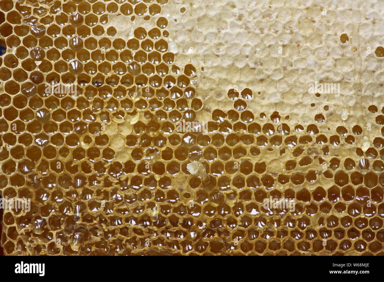 Honey texture hi-res stock photography and images - Alamy