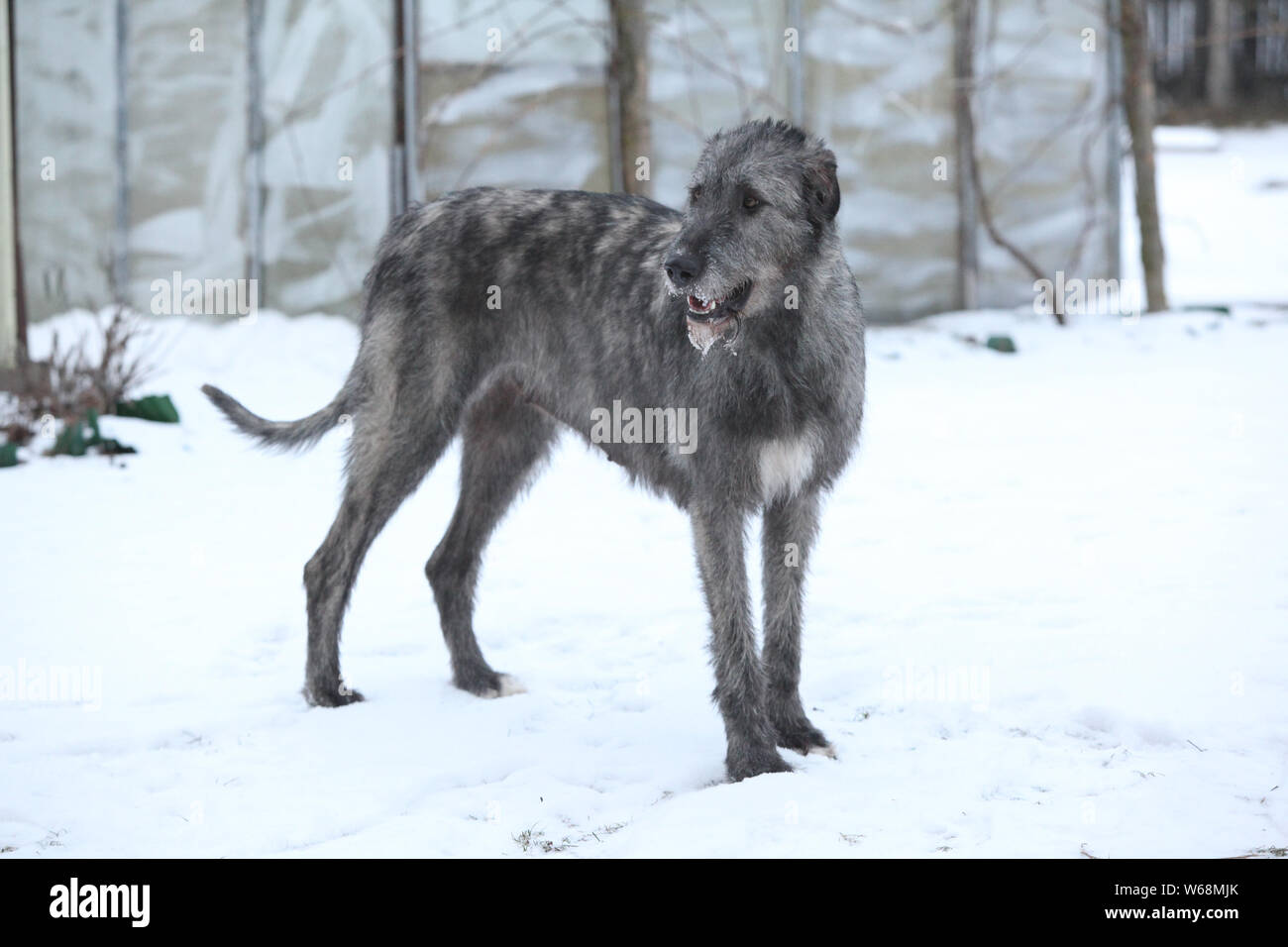 Nice Irish Wolfhound standing on winter garden Stock Photo - Alamy