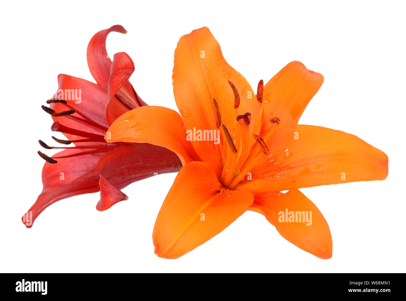 fresh red and orange lily flower isolated on white Stock Photo - Alamy