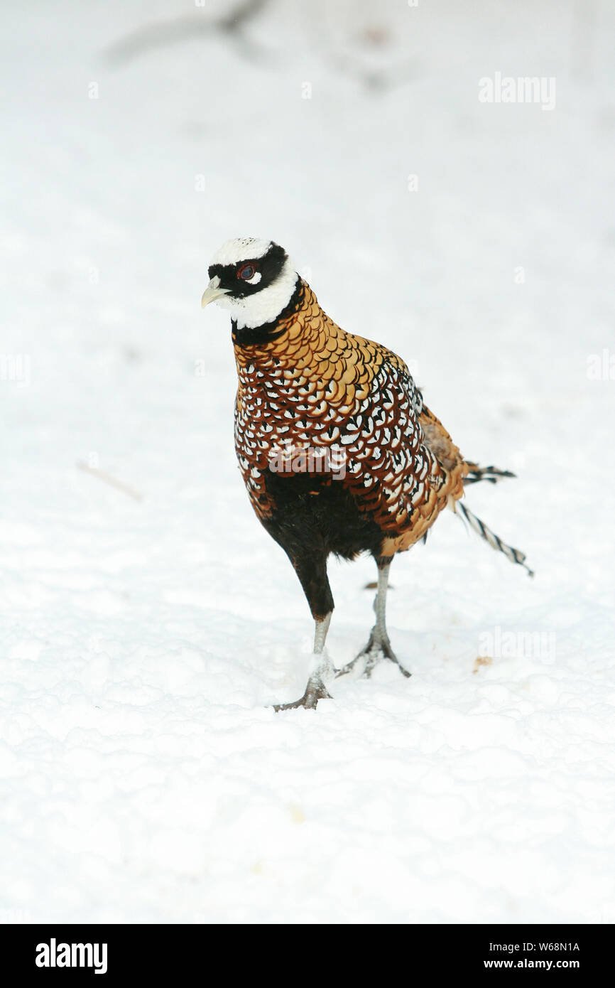 Nice Ringneck Pheasant walking on the snow in winter Stock Photo - Alamy