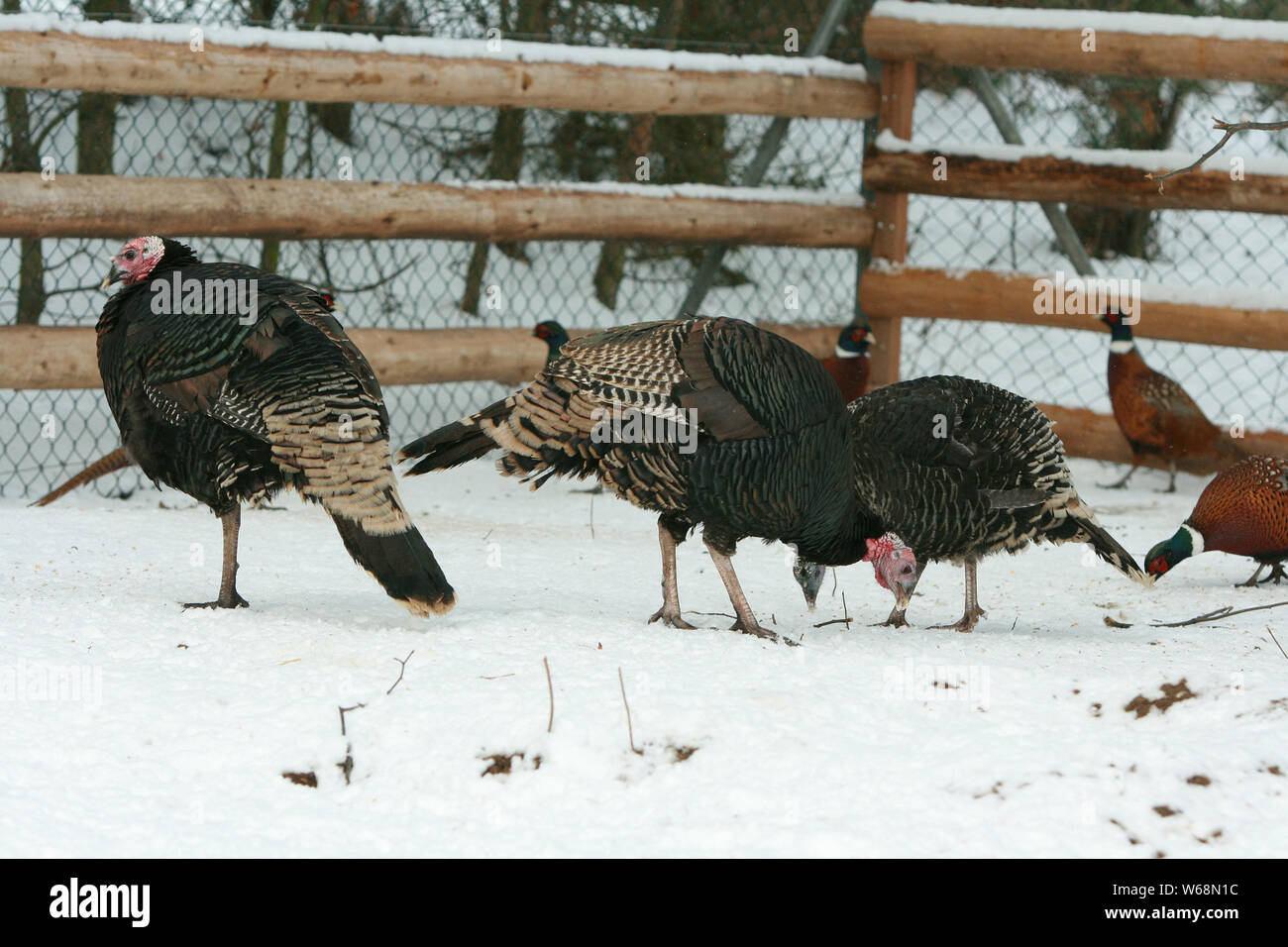 Turkey with pheasant on the snowy barnyard in winter Stock Photo - Alamy