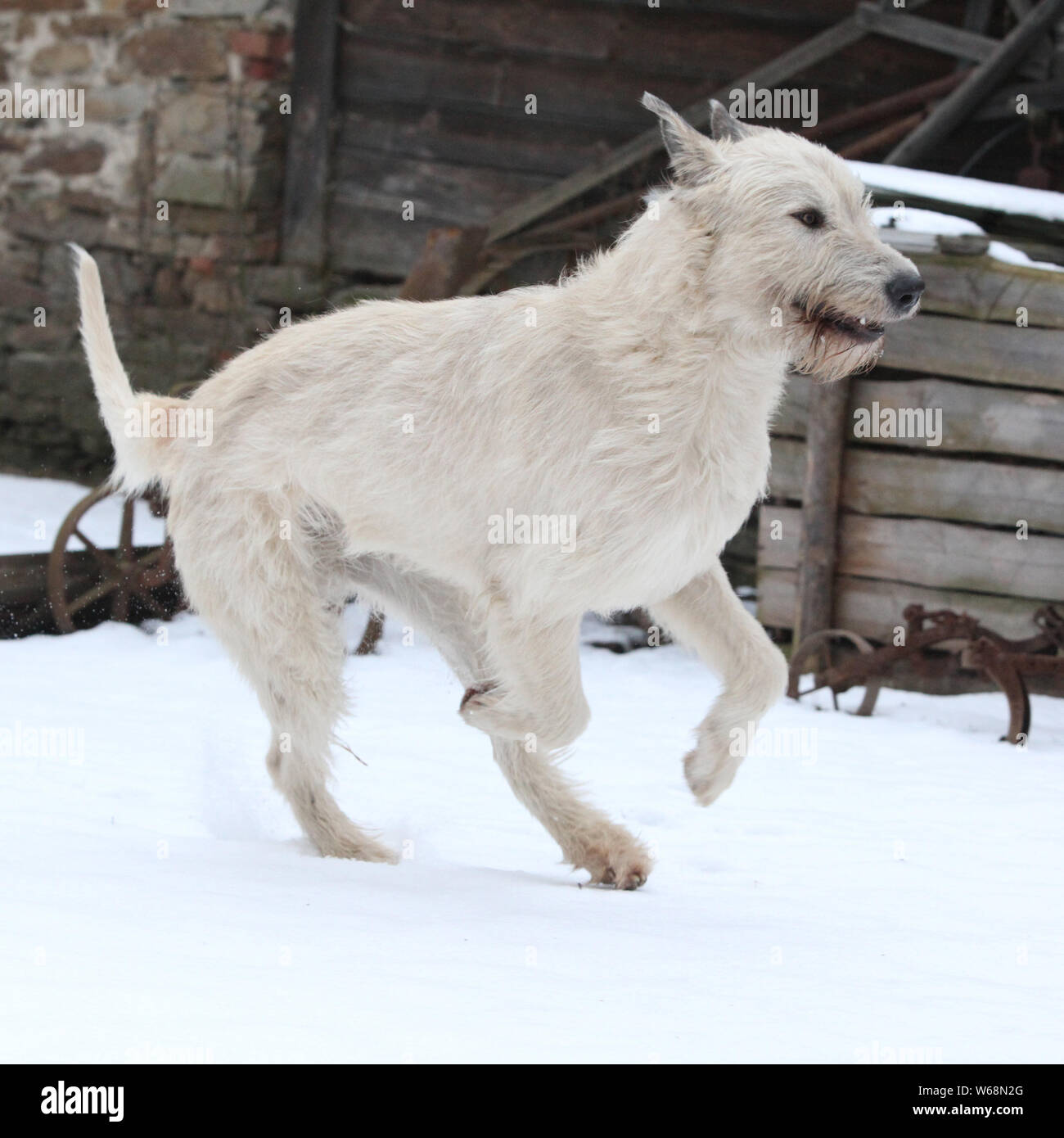 Amazing Irish Wolfhound running on snow in winter Stock Photo - Alamy