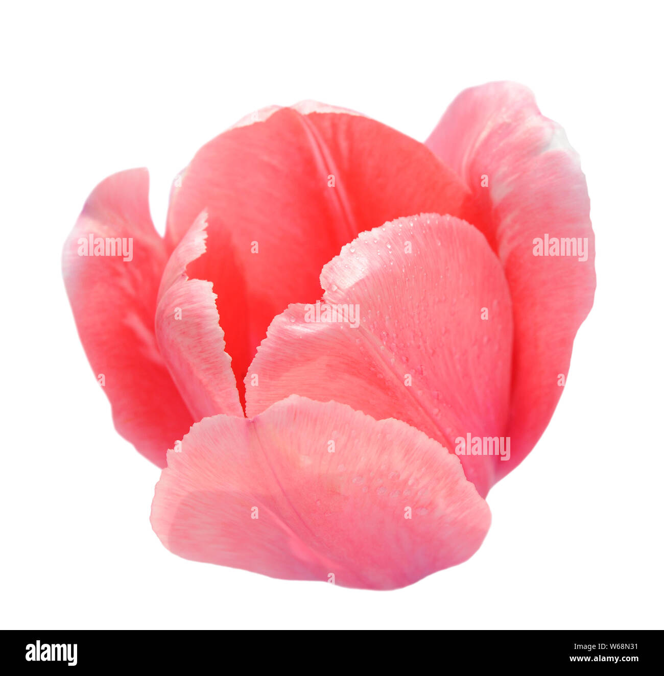 single pink tulip isolated on white background Stock Photo - Alamy