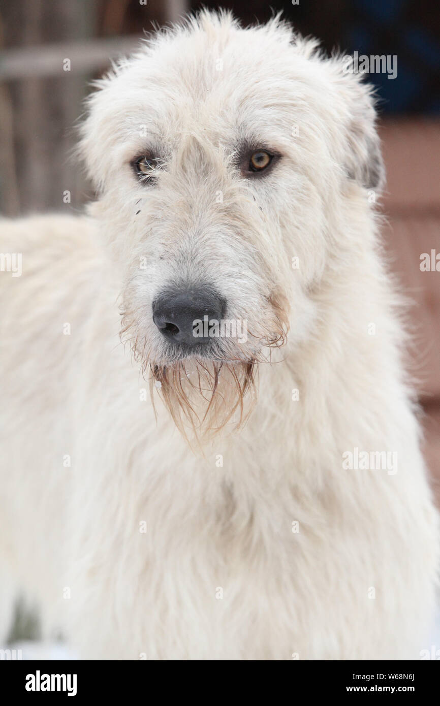 Nice Irish Wolfhound standing on winter garden Stock Photo - Alamy