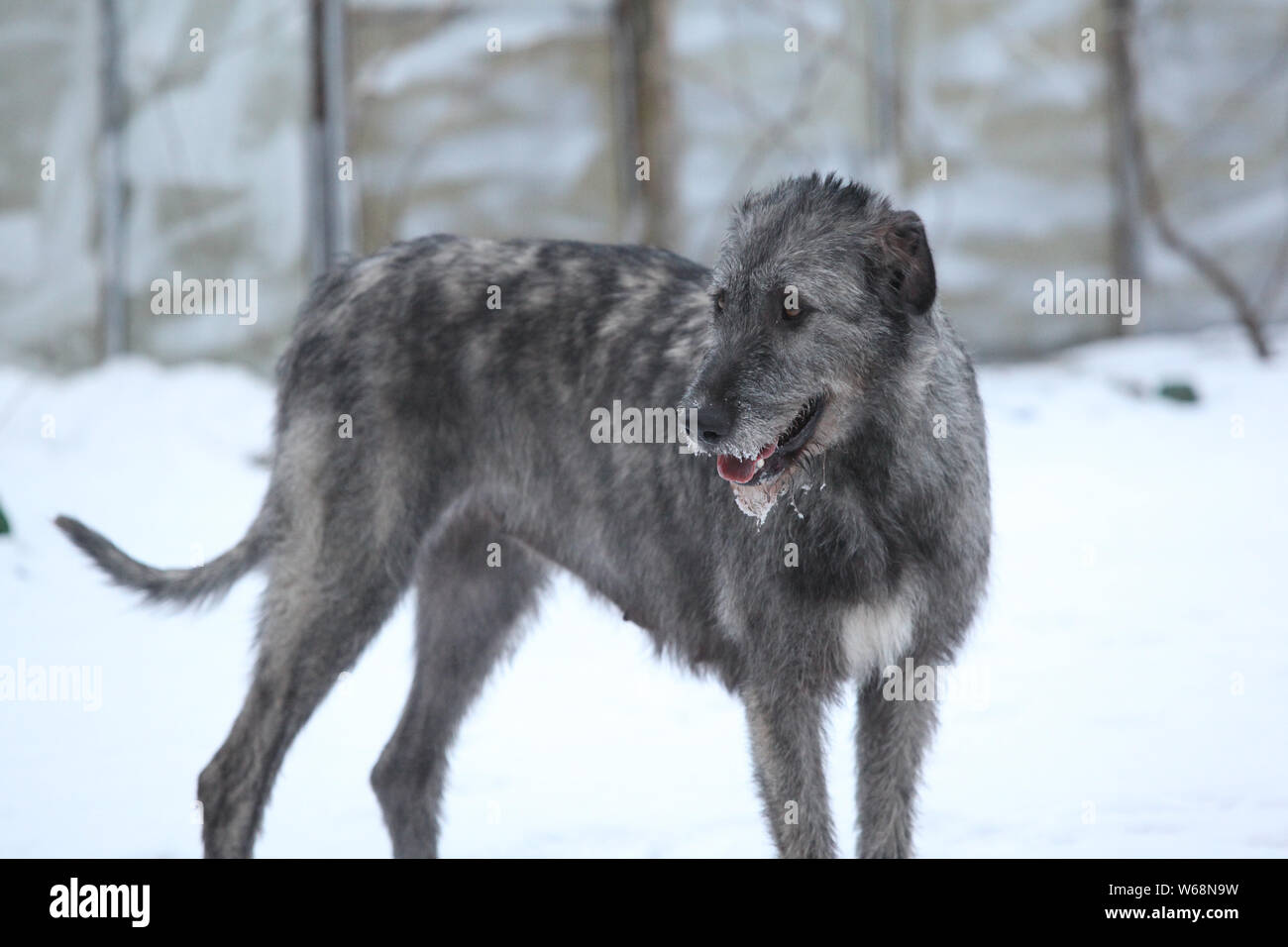 Grey irish wolfhound dog hi-res stock photography and images - Alamy