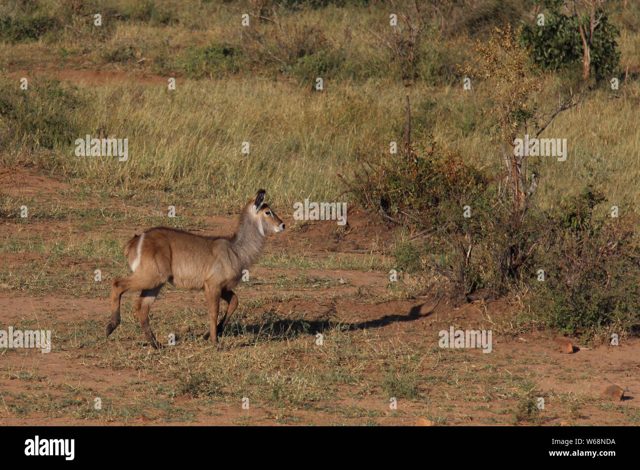 Kobus ellipsiprymnus running hi-res stock photography and images - Alamy