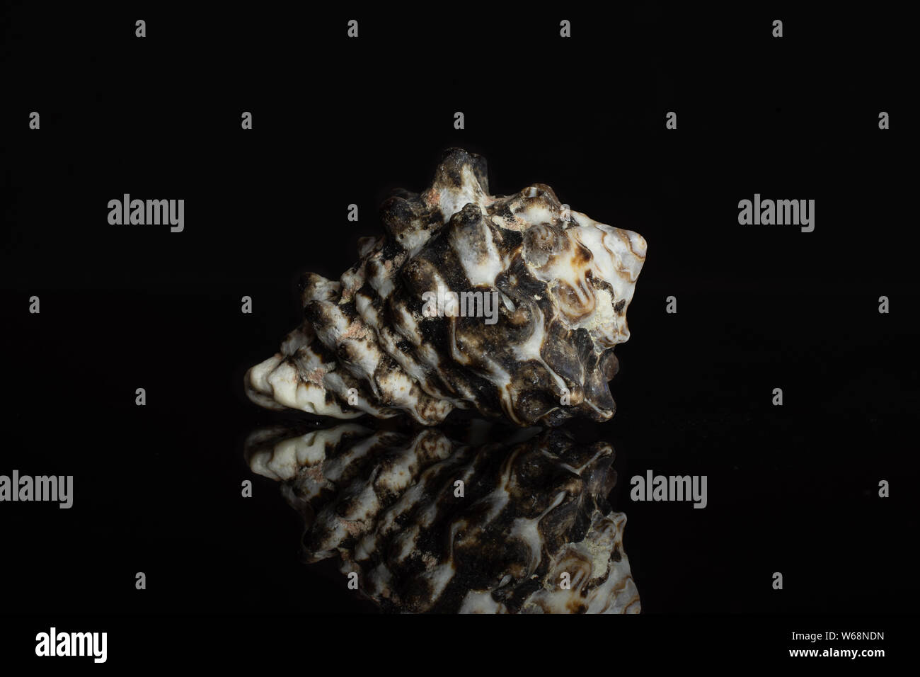 Prickly layer hi-res stock photography and images - Alamy