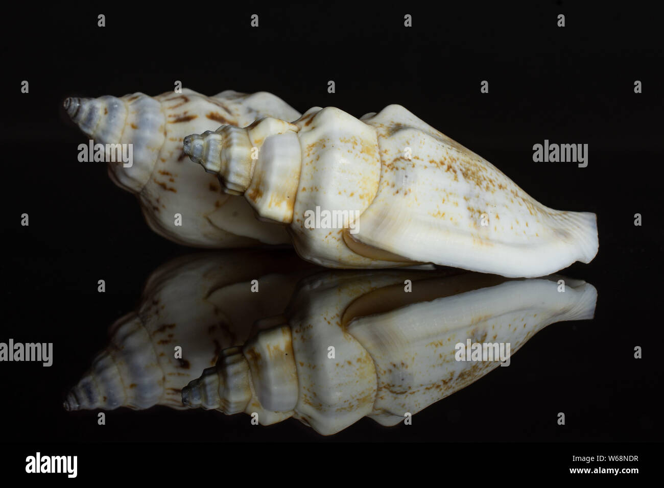 Group of two whole light conical mollusc shell isolated on black glass ...