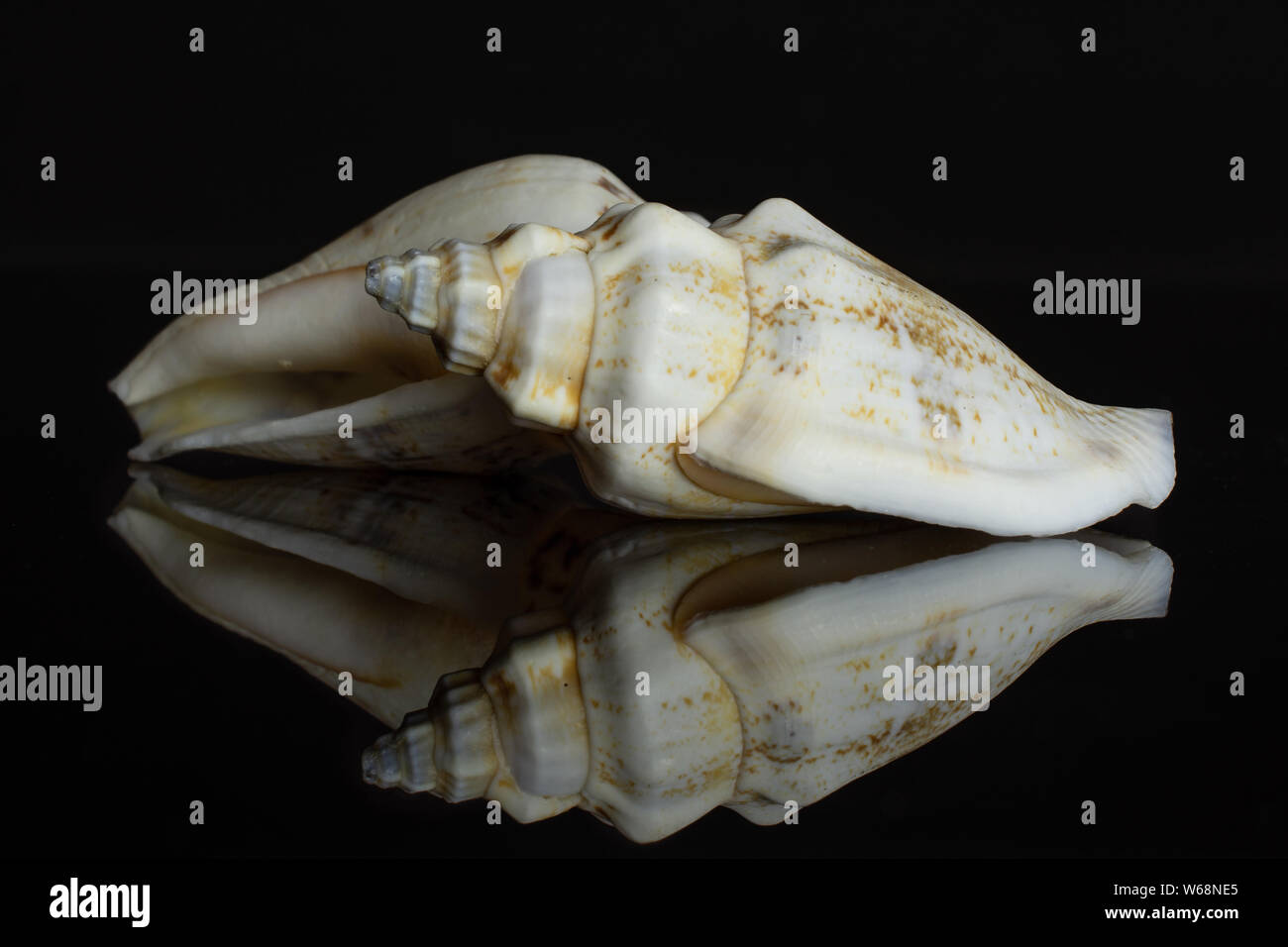 Molluscan group hi-res stock photography and images - Alamy