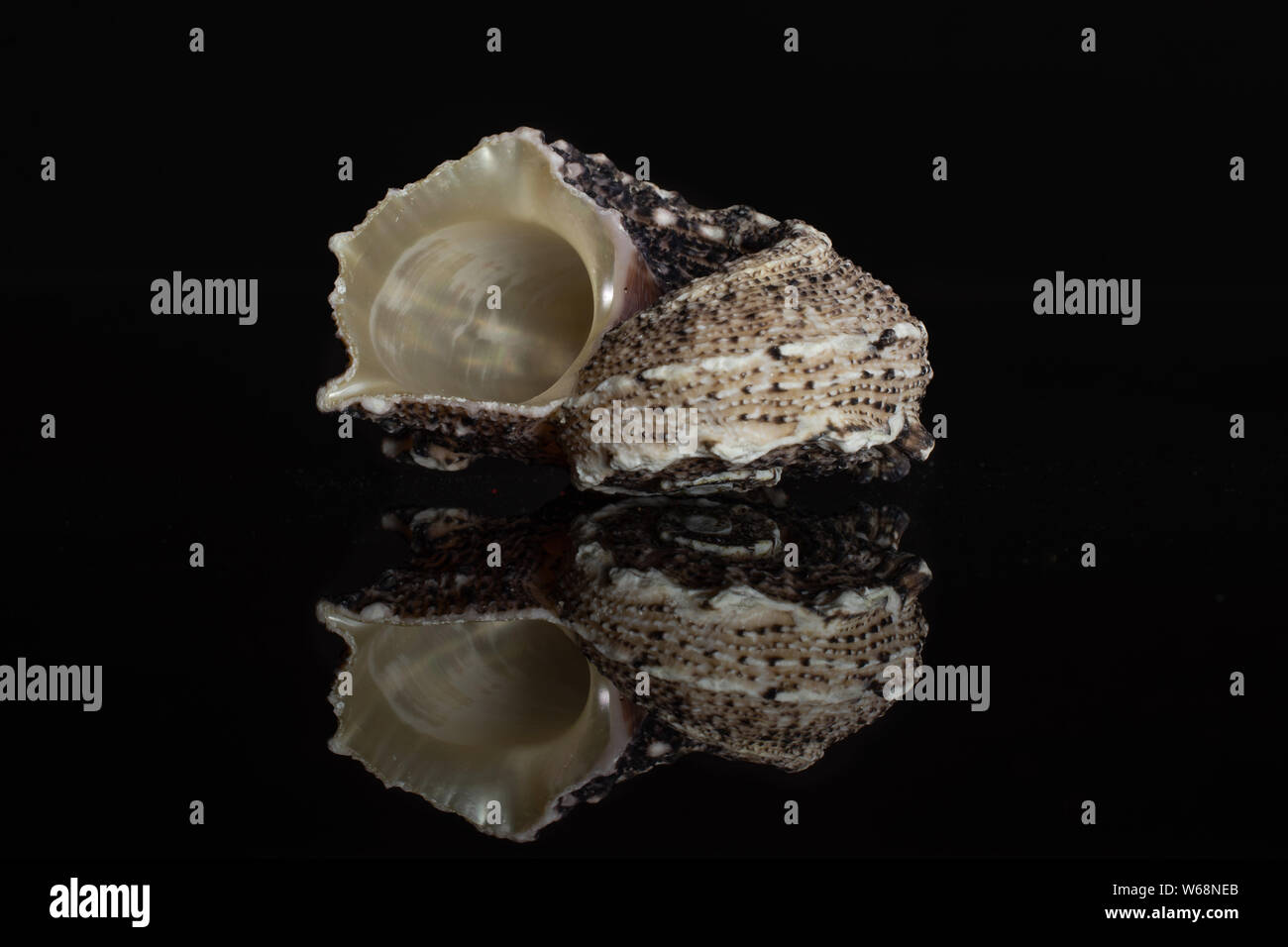 One whole empty mollusc shell isolated on black glass Stock Photo - Alamy