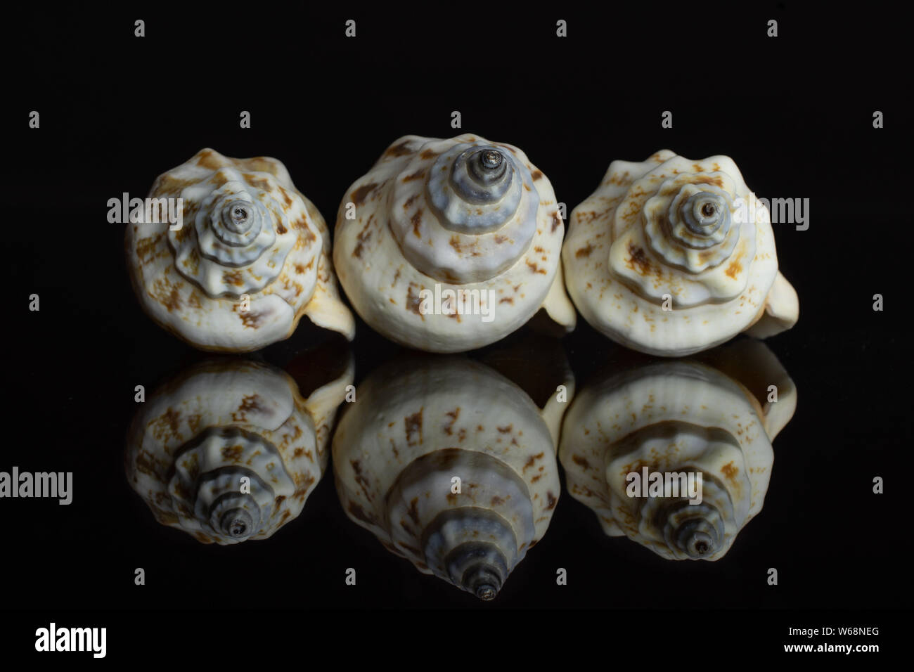 Group of three whole mollusc shell front view isolated on black glass ...