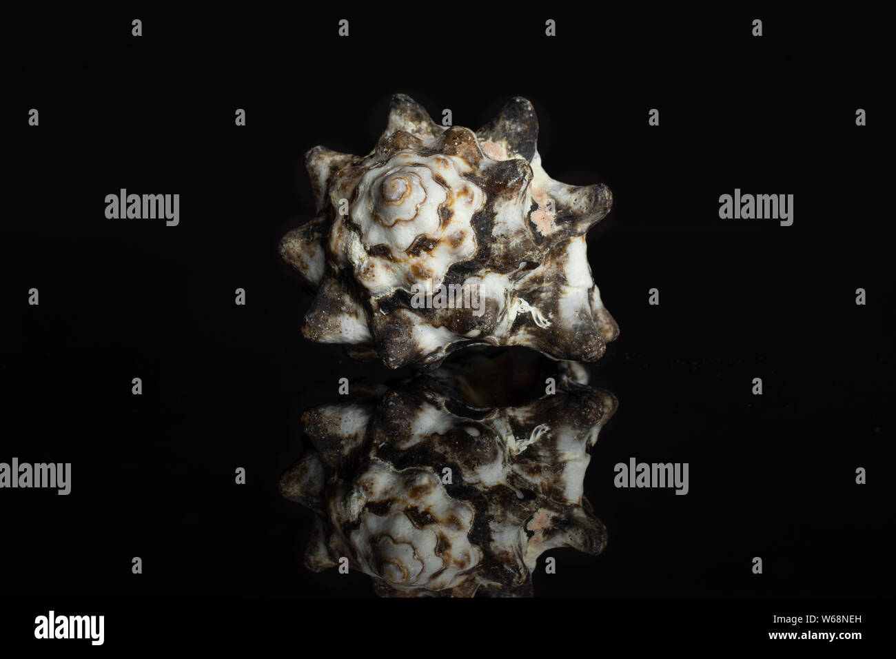 One whole mollusc shell with dark spikes isolated on black glass Stock ...