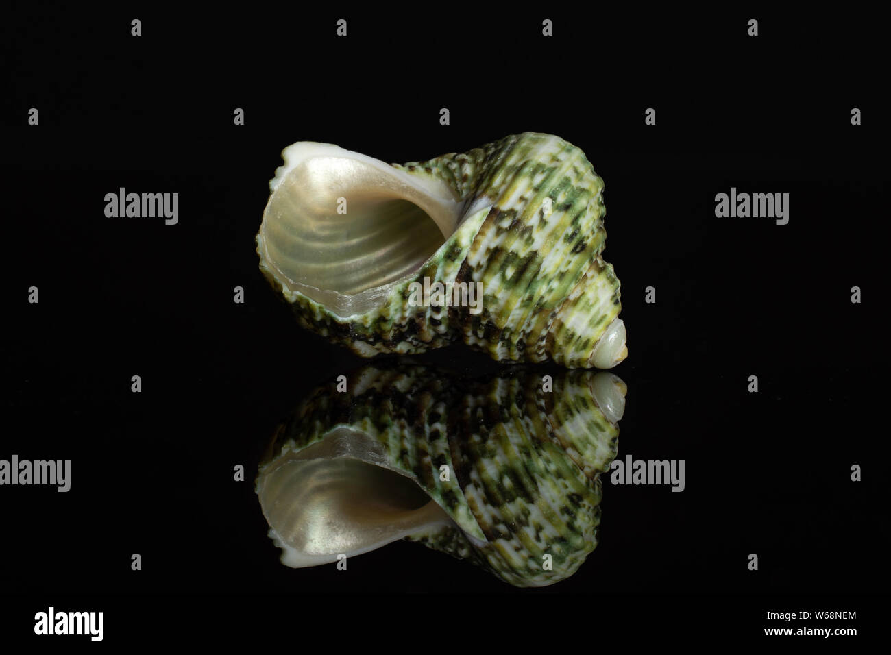 One whole swamp mollusc shell isolated on black glass Stock Photo - Alamy