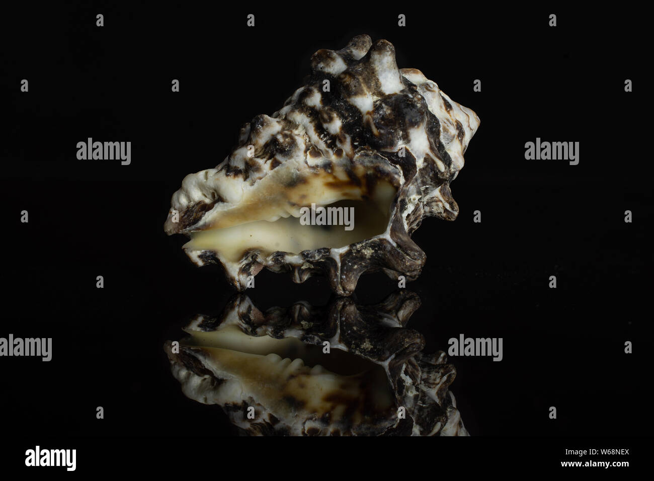 One whole prickly irregular mollusc shell isolated on black glass Stock ...