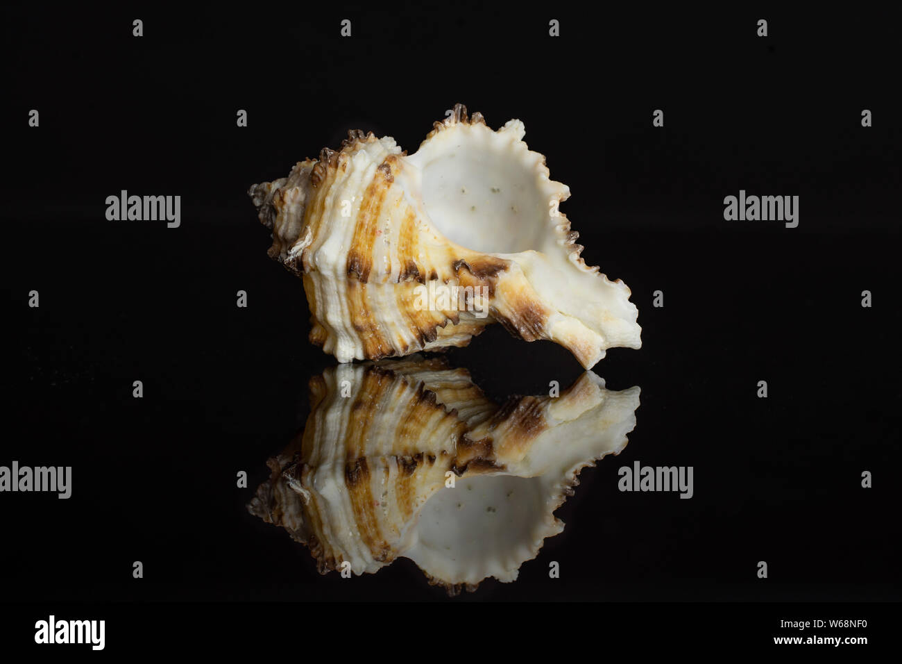 Seashell spikes hi-res stock photography and images - Alamy