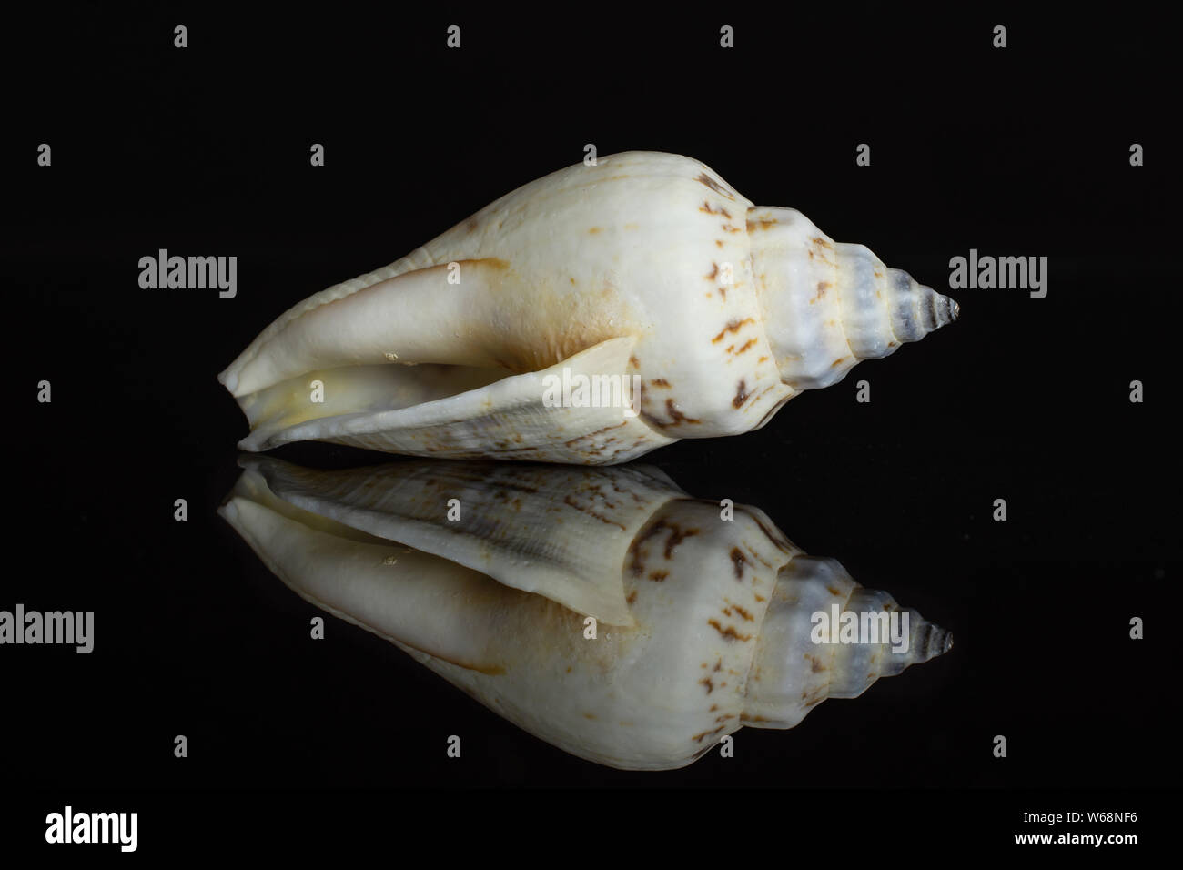 Conical Shell High Resolution Stock Photography and Images - Alamy