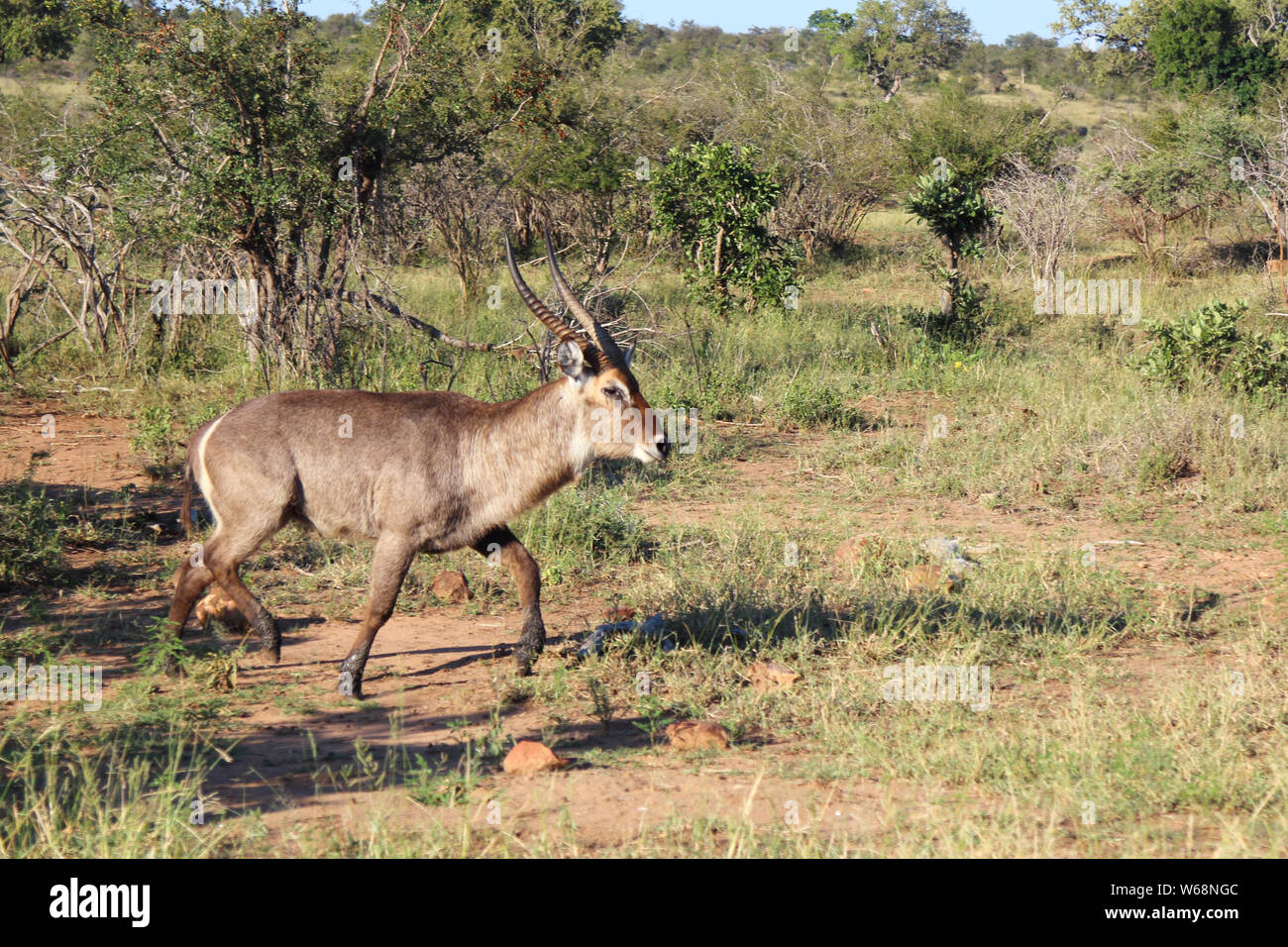 Running waterbuck hi-res stock photography and images - Alamy