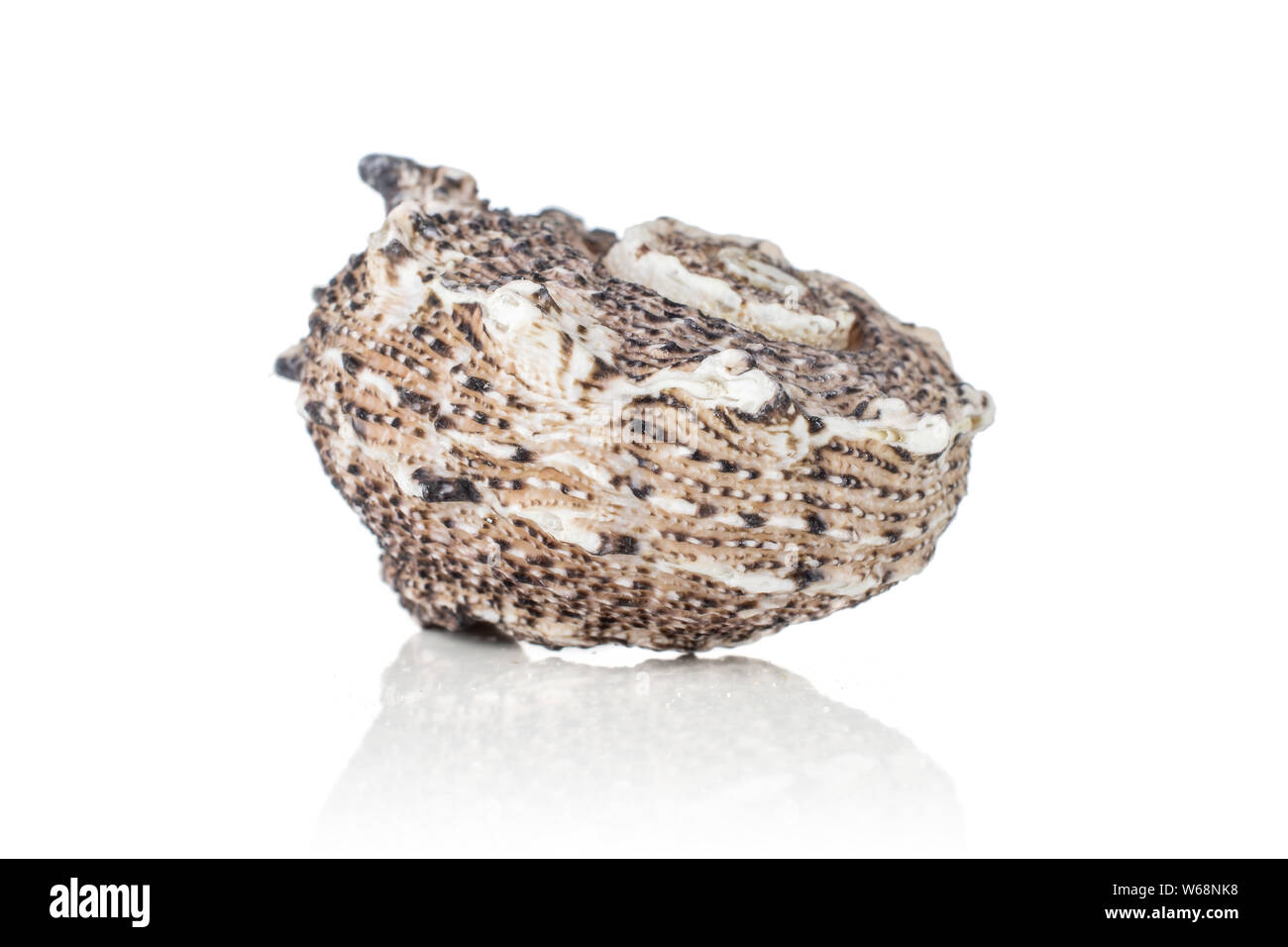 One whole mollusc shell rounded isolated on white background Stock ...