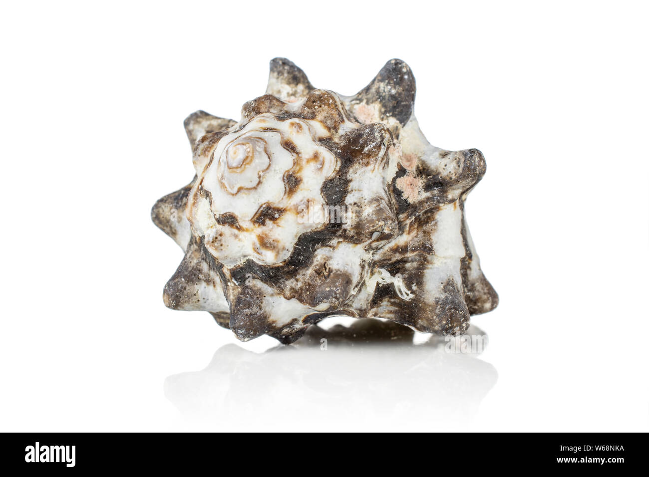 One whole mollusc shell dark spikes isolated on white background Stock ...