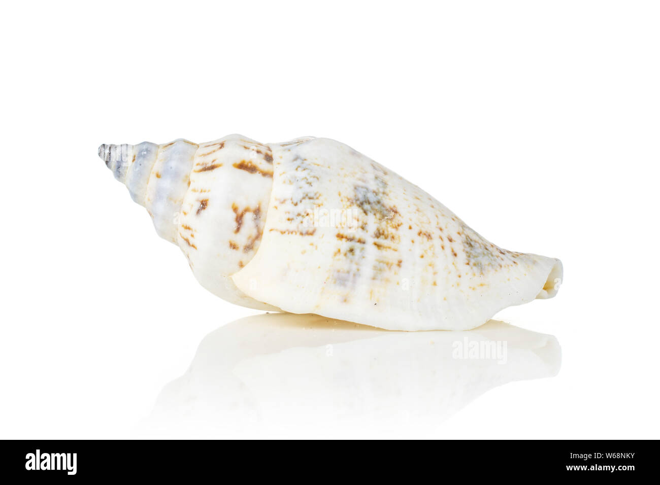 One whole ivory conic mollusc shell isolated on white background Stock ...