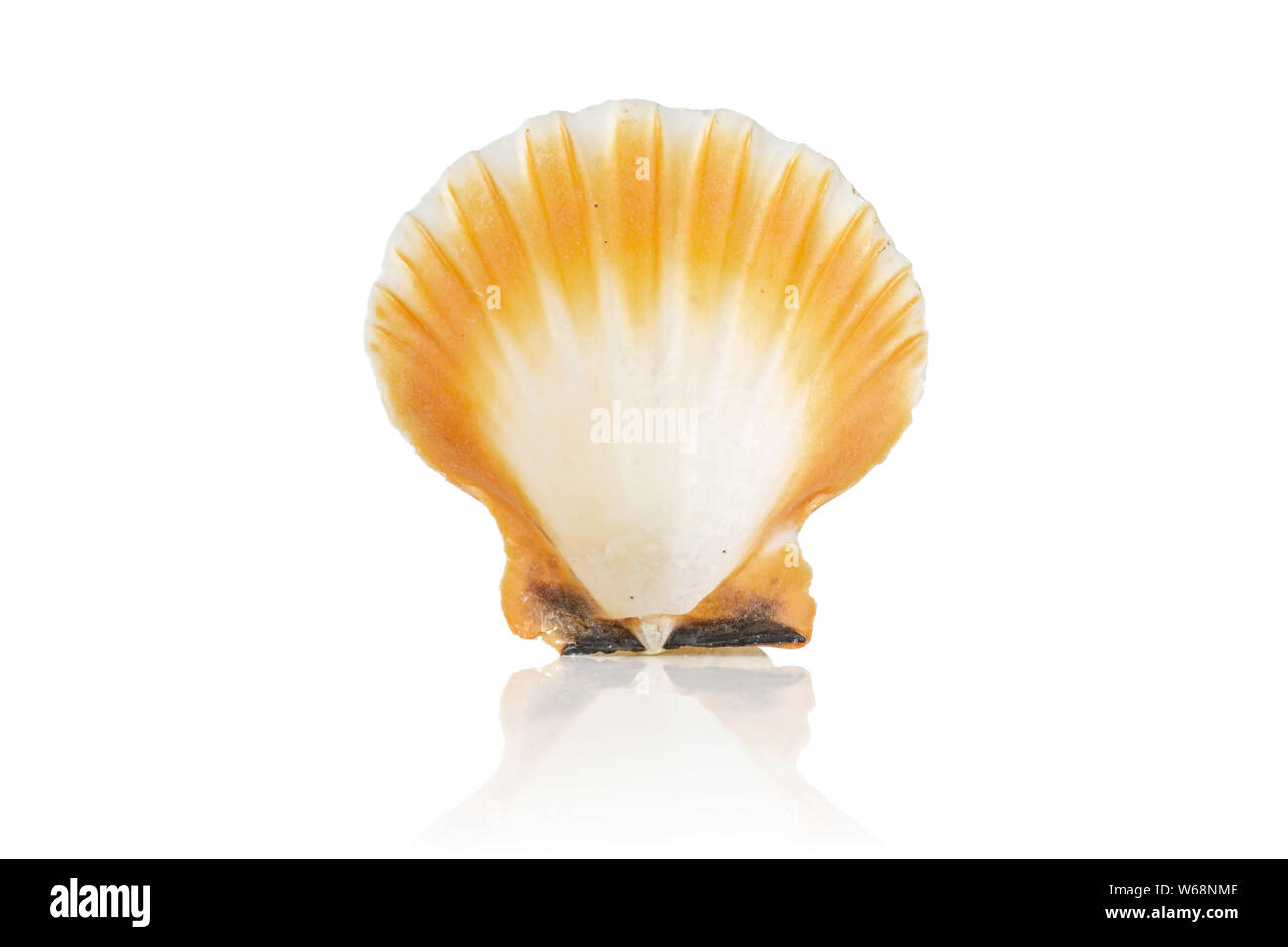 One whole mollusc shell with yellow edge isolated on white background ...