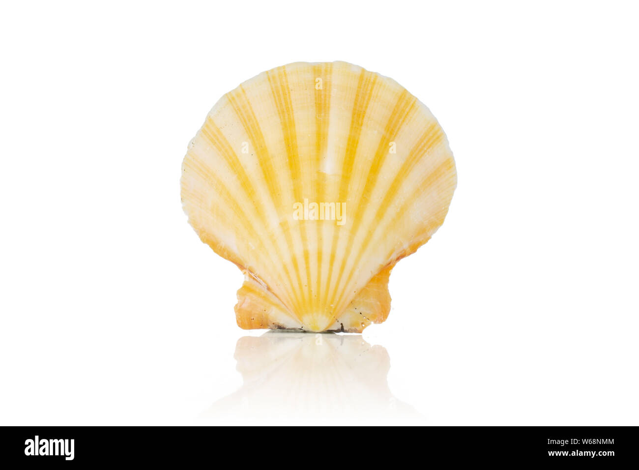 One whole light yellow mollusc shell isolated on white background Stock ...