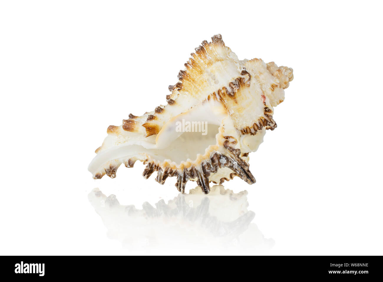 One whole prickly mollusc shell empty irregular form isolated on white ...