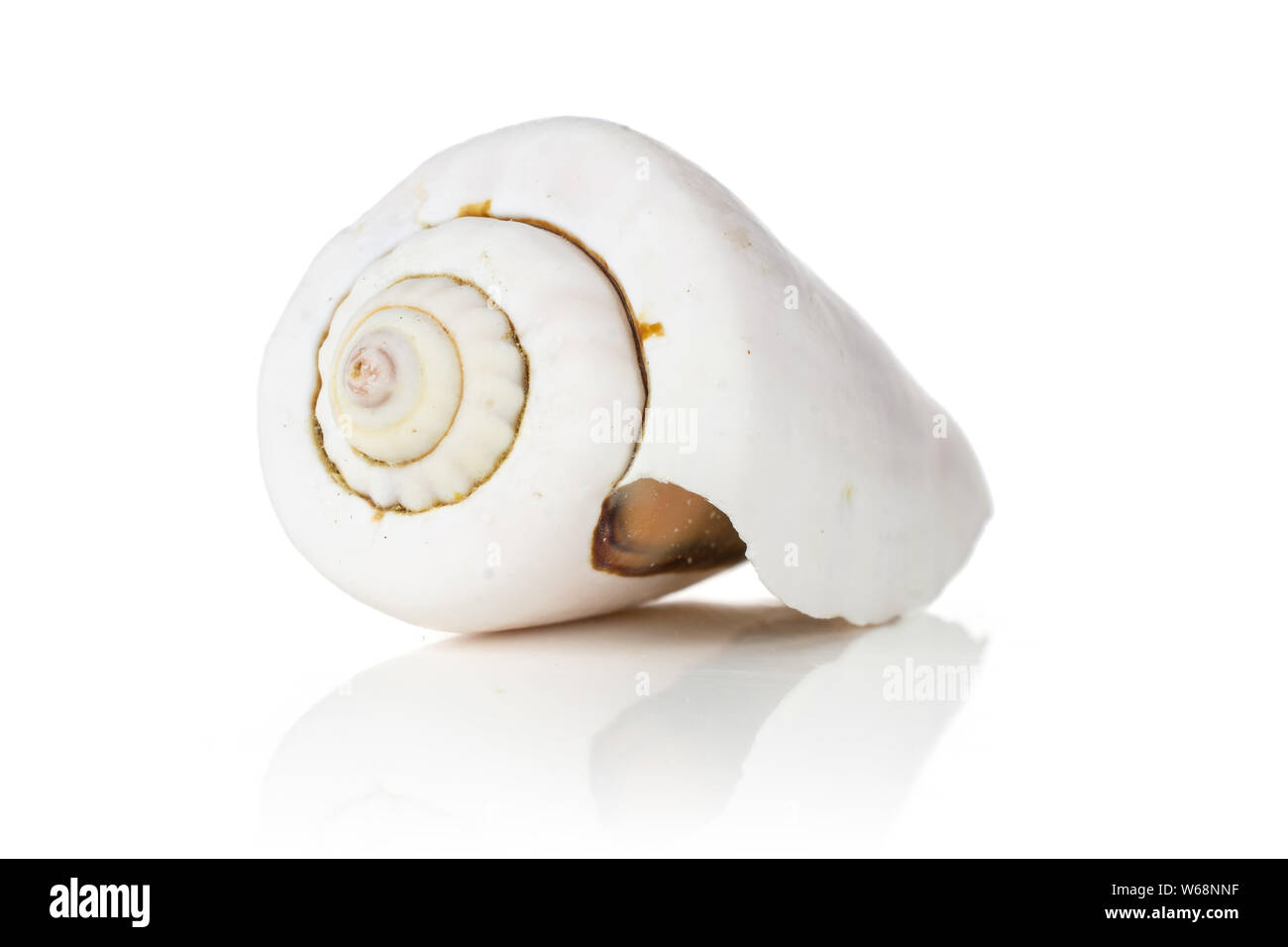 One whole ivory mollusc shell isolated on white background Stock Photo ...