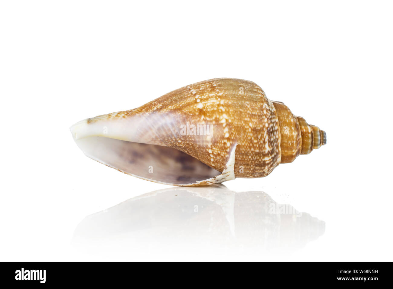 One whole mollusc shell ocher conic isolated on white background Stock ...